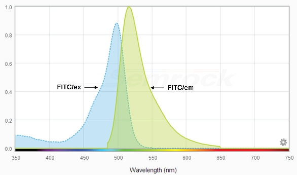 Fluorescence Microscopy: Fundamentals and Resources | Labcompare.com