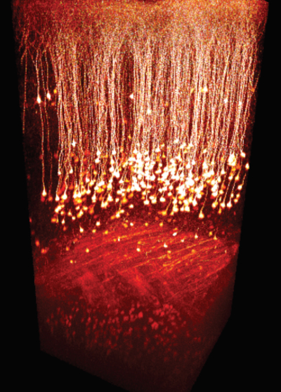Strategies for Deep Imaging With Multiphoton Microscopy | Labcompare.com