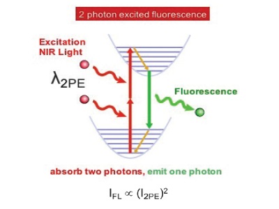 Strategies for Deep Imaging With Multiphoton Microscopy | Labcompare.com