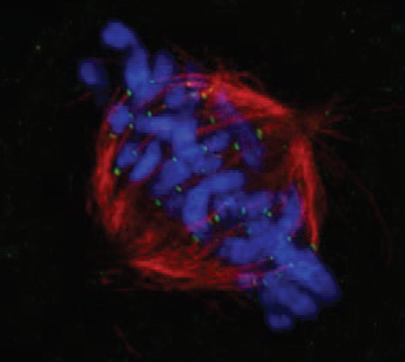 The Power of Modern Super-Resolution Microscopy | Labcompare.com