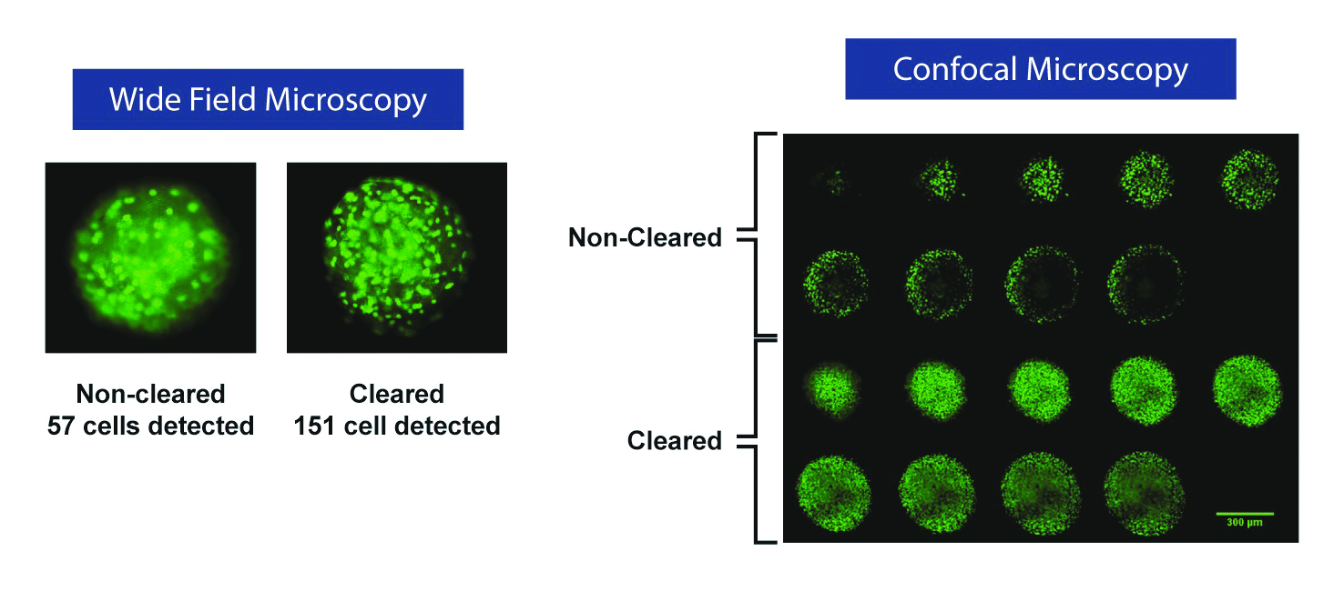 Image-Based Characterization of 3-D Cell Culture Models Grown in ...