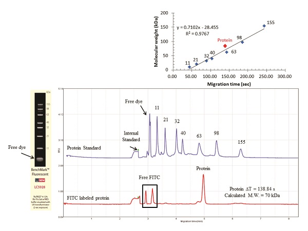 A Multichannel Capillary Electrophoresis System for the Analysis of ...