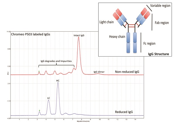 A Multichannel Capillary Electrophoresis System for the Analysis of ...