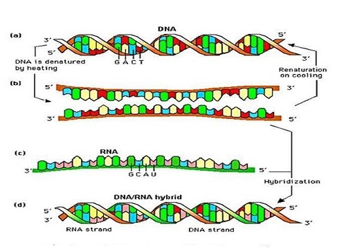 History and Future of Clinical Diagnostics | Labcompare.com
