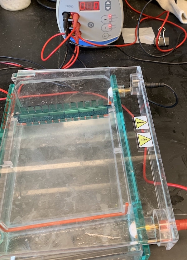 | Labcompare Product Review. Gel Casting and DNA Band Separating ...