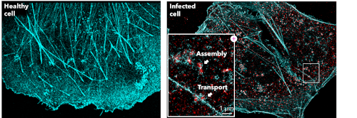 Pushing Virus Research to the Limits: Insights from Single-Molecule ...