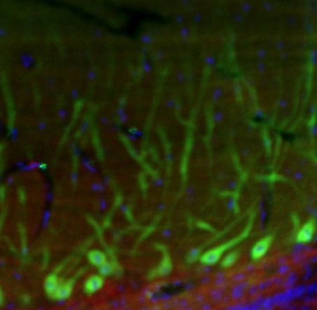 UltraMicroscope II Light Sheet Microscope from Miltenyi Biotec ...