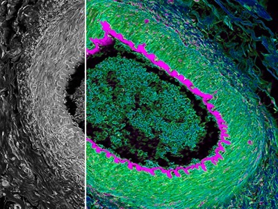 Novel Microscope Technology Enables Enhanced Cell Imaging | Labcompare.com
