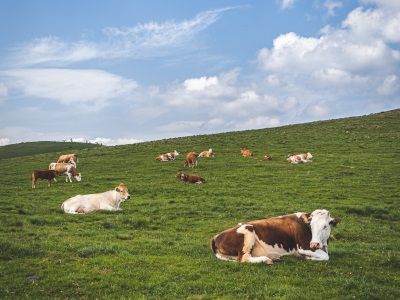 How Golden Meat Will Change the World | Labcompare.com