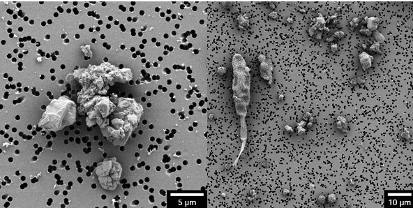 Novel Use of SEM/EDX in the Battle Against Air Pollution | Labcompare.com