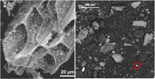 Electron Microscopy Helps Get to the Root of Soil Pollution ...
