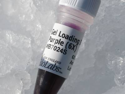 | Labcompare Product Review. Great Pre-mixed Gel Loading Dye ...