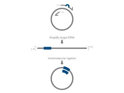Strategies for Maximizing Site Directed Mutagenesis | Labcompare.com