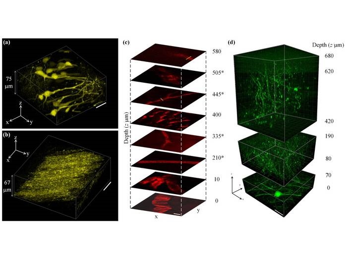 New 937 nm Laser Enables Deeper Imaging with 2-photon Microscopy | American Laboratory