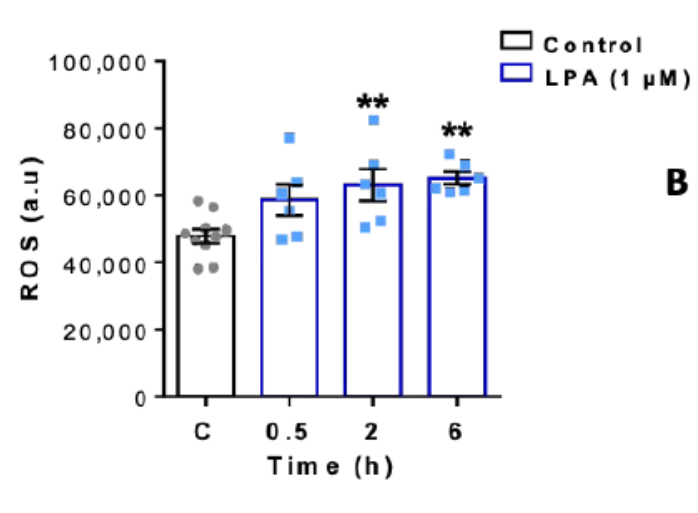 | Labcompare Product Review. Detection of ROS in Microglia Cells ...