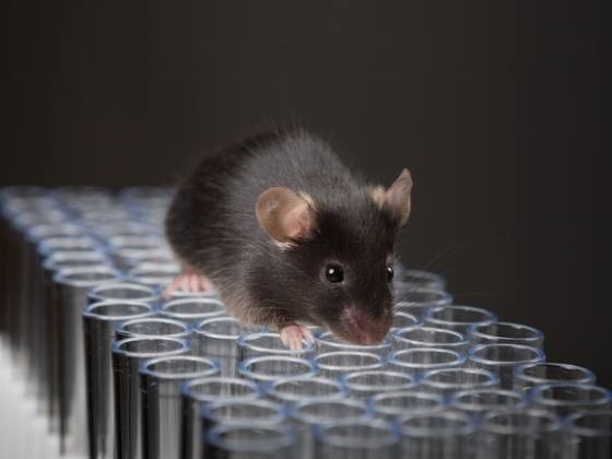 Researchers Create Mouse Model for Bipolar Disorder | Labcompare.com