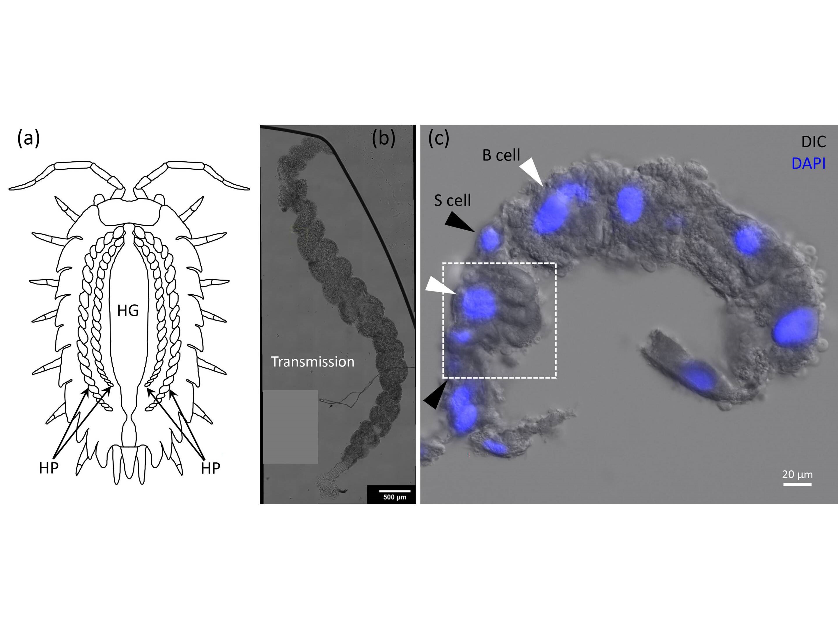 New Microscopy Method Could Reveal Biological Impact of Metal Pollution ...