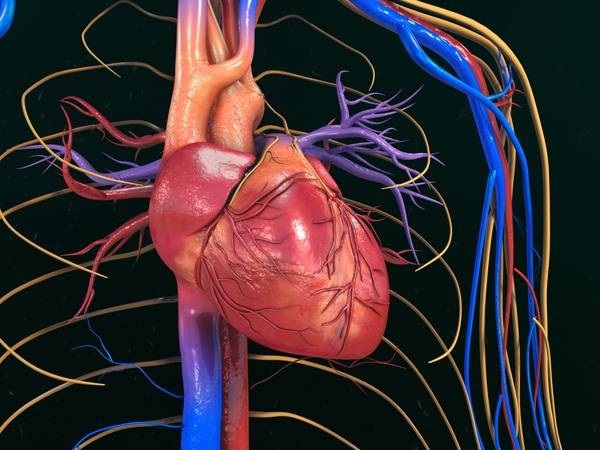 An Improved In Vitro Model for Left Ventricle Heart Cells | Labcompare.com
