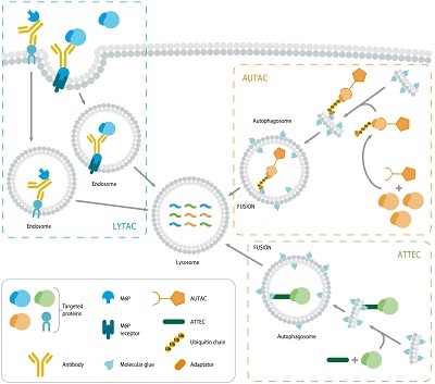 Targeting the Undruggable: Methods to Enhance Targeted Protein Degrader ...