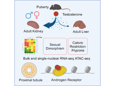 Testosterone Found to Be the Main Culprit Behind Lower Kidney Disease ...