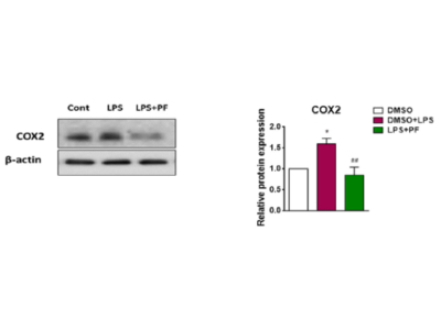 | Labcompare Product Review. Detection of COX2 in Brain Samples ...