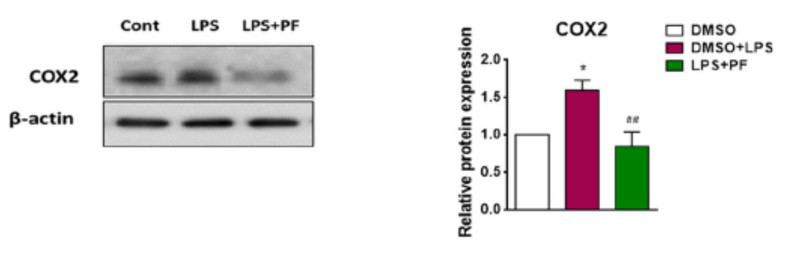 | Labcompare Product Review. Detection of COX2 in Brain Samples | Labcompare.com