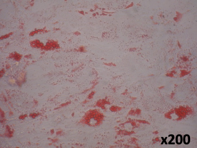 | Labcompare Product Review. Oil-red-O Staining for Lipid Vacuole ...