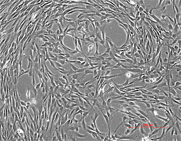 | Labcompare Product Review. Culturing MSC Cells Using StemMACS™ MSC ...