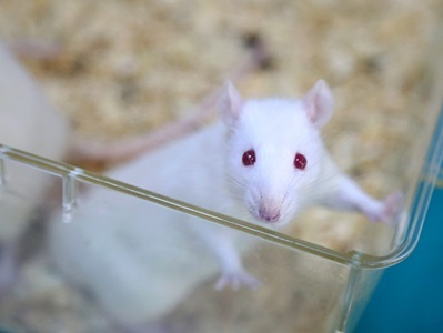 LABTips: How to Avoid Cross Contamination in the Vivarium | Labcompare.com