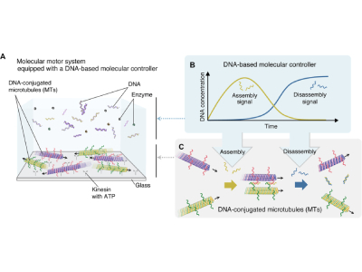 Molecular Controller Developed Enables Swarm Robots To Self-Assemble ...