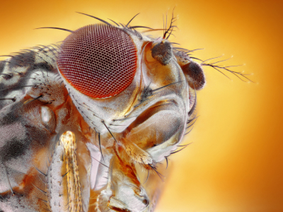 Reconstructing The Entire Anterior Visual Pathway Of A Fruit Fly ...