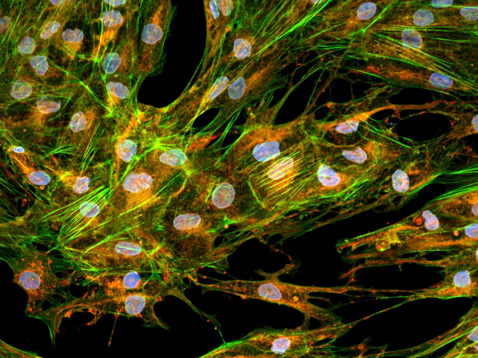 Imaging Meets AI: A Faster Path to Phenotypic Profiling | Labcompare.com
