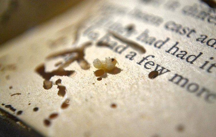 Proteomics Reveals the Secret to Saving Old Books | Labcompare.com