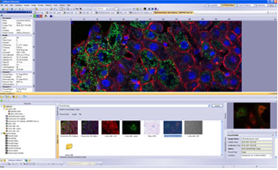 The Olympus cellSens Dimension Database Solution module for data ...