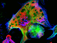 Cell Line Development Instruments | Labcompare.com