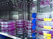 Laboratory Incubators
