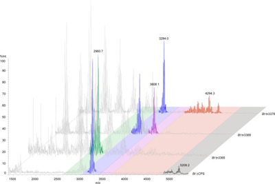 Axima Performance MALDI TOF TOF Mass Spectrometer from Shimadzu ...
