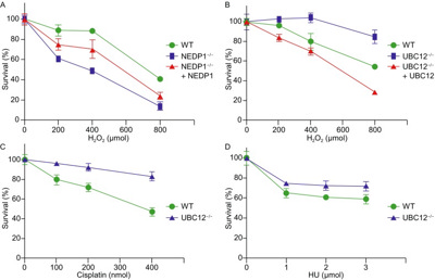 Agilent BioTek Cytation 5 Cell Imaging Multimode Reader from Agilent ...