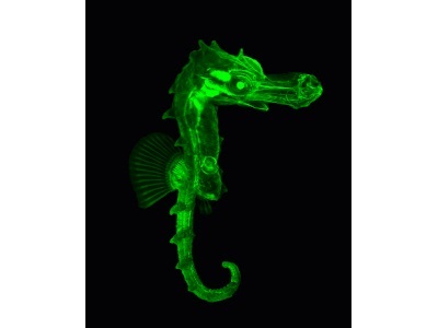UltraMicroscope II Light Sheet Microscope from Miltenyi Biotec ...