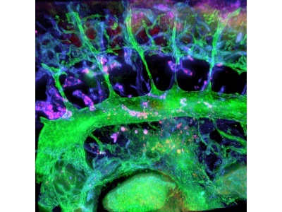 UltraMicroscope II Light Sheet Microscope from Miltenyi Biotec ...