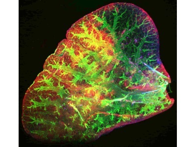 UltraMicroscope II Light Sheet Microscope from Miltenyi Biotec ...