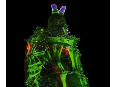 UltraMicroscope II Light Sheet Microscope from Miltenyi Biotec B.V ...