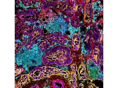 MACSima™ Platform from Miltenyi Biotec | Labcompare.com