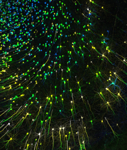 UltraMicroscope Blaze™ Light Sheet Microscope from Miltenyi Biotec ...