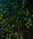 UltraMicroscope Blaze™ Light Sheet Microscope from Miltenyi Biotec ...