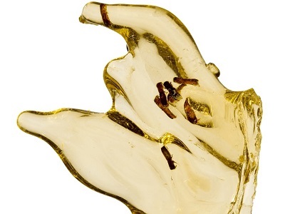 In a First, Scientists Extract DNA From Resin-embedded Insects