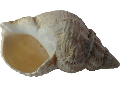 DNA Inside Conch Shell Leads to Suspect in 2001 Homicide