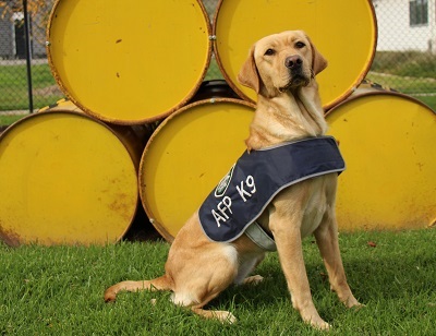 Australian Police Reflect on Success of Detection Dogs in 2022